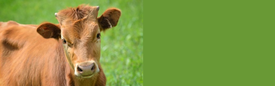 Owasso FFA Celebrating the 35th Anniversary of the FFA Agricultural ...