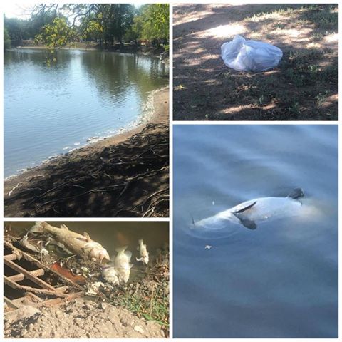 Pond Turnover Results In Loss Of Fish at Elm Creek Pond - Owassoisms.com